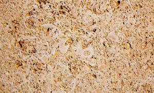 Limestone: properties, types, extraction methods and uses